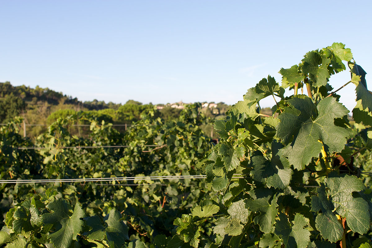 Découvrez notre domaine viticole bio en photos : vignes, vendanges, chai