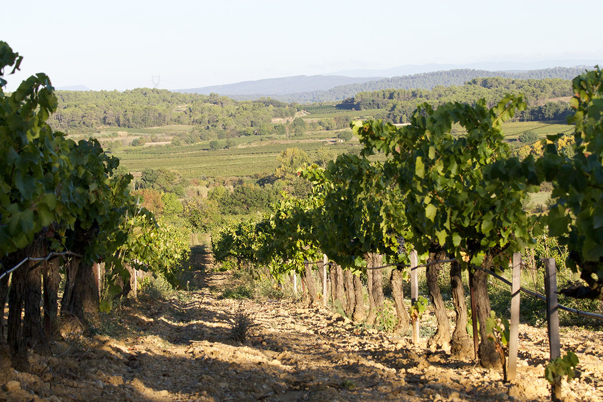 Découvrez notre domaine viticole bio en photos : vignes, vendanges, chai
